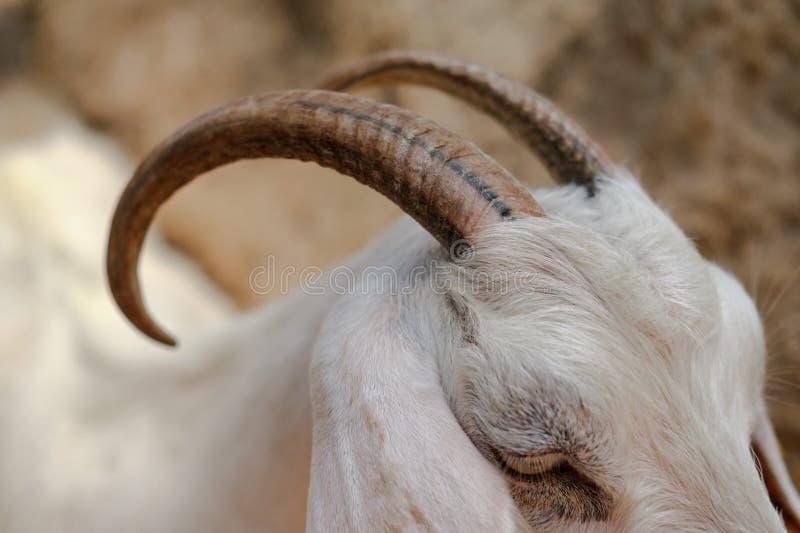 White goat horns close up stock photo. Image of mammal - 337110846