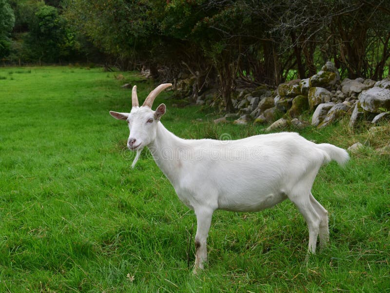 Goat in Ireland stock image. Image of farmland, destination - 126477383