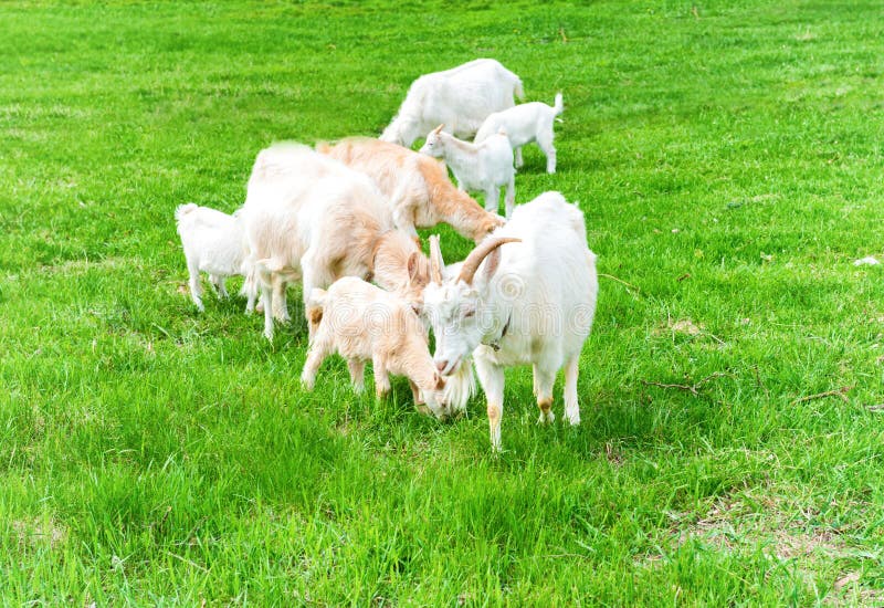 White Goat with Kid on Green Grass Stock Photo - Image of summer ...