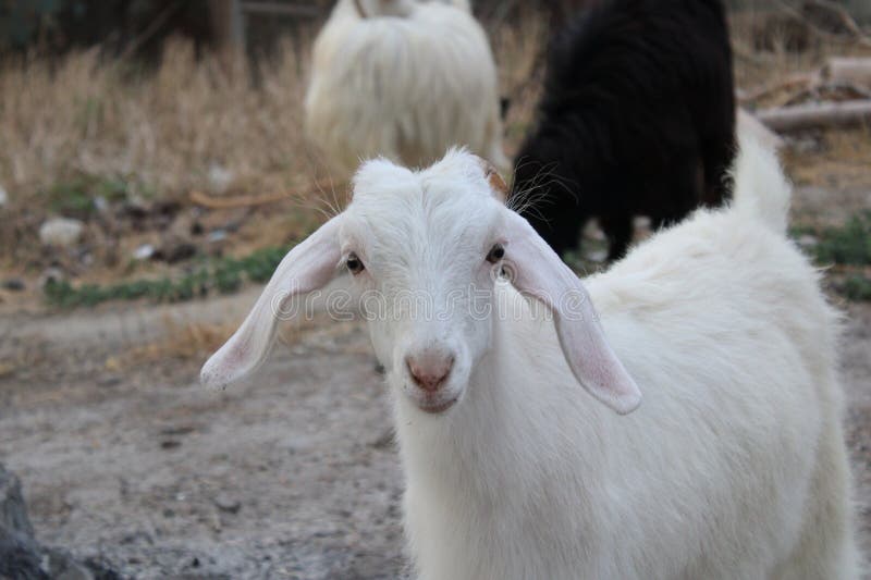 White goat with long ears stock image. Image of farmer - 391516301