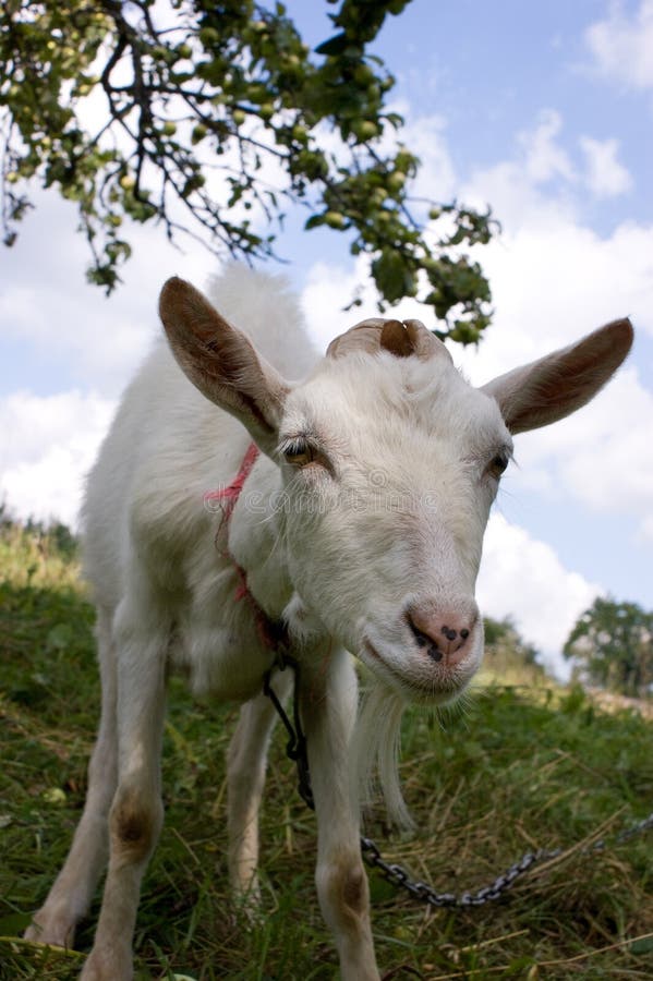 White Goat Looking at Camera Stock Photo - Image of farm, pasture: 11125584