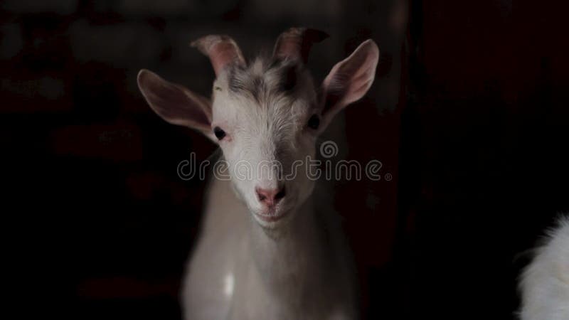 White Goat Looking at the Camera, Close-up Stock Video - Video of ...