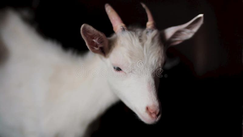 White Goat Looking at the Camera, Close-up Stock Video - Video of crow ...
