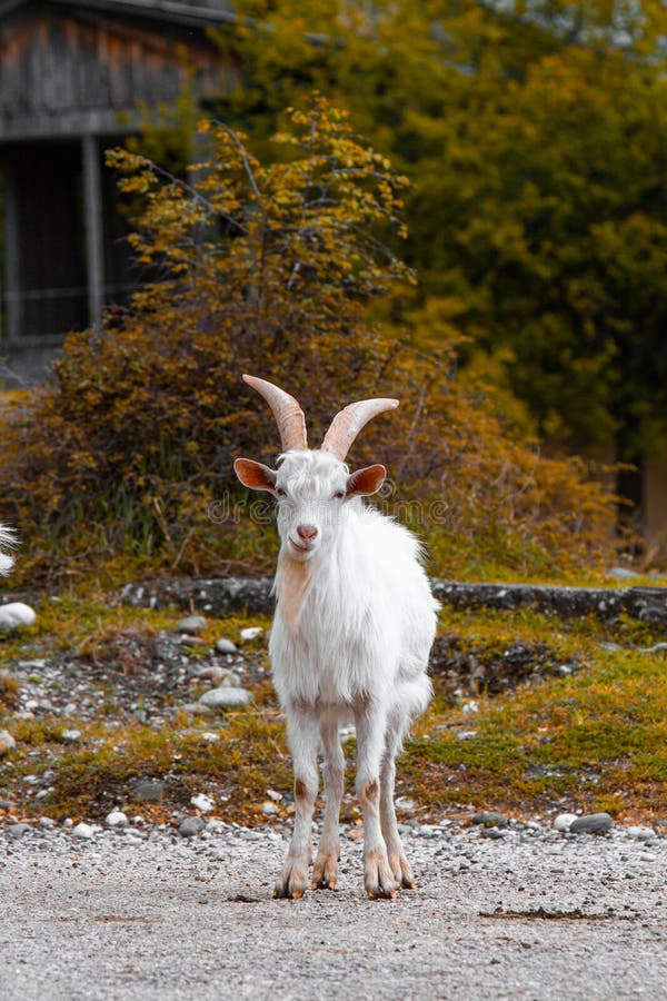 White Goat Looking at the Camera Stock Photo - Image of horned ...