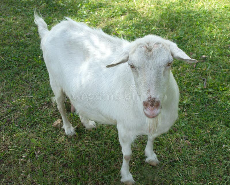 White goat looks on you stock photo. Image of mammal - 25791688