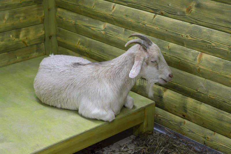 White Goat Lying on Mat. Front Top View. Farm Stock Photo - Image of ...