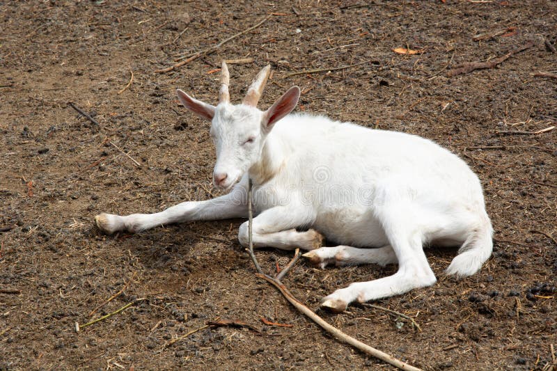 White Goat Lying and Rest at Farm. Outdoors. Stock Image - Image of ...