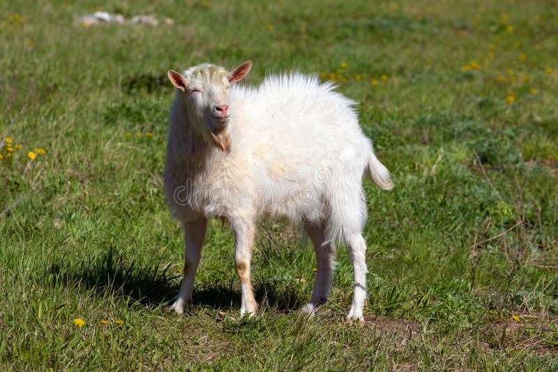 White goat on a meadow stock image. Image of white, mammal - 318541639