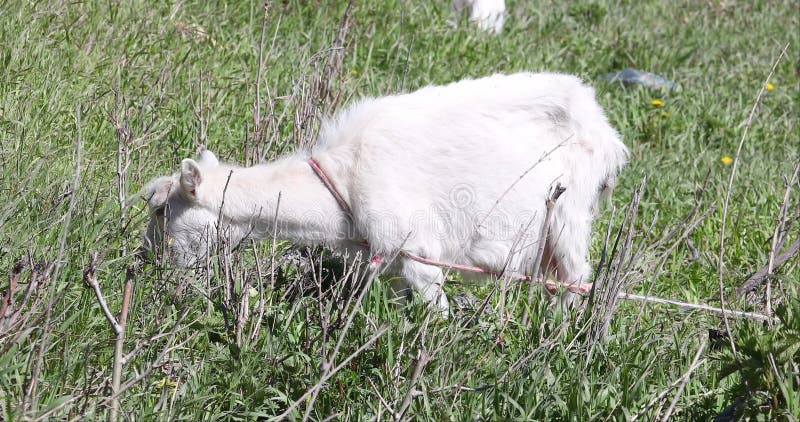 Goat on a Meadow, a Pygmy Goat Breed Goat Stock Footage - Video of goat ...