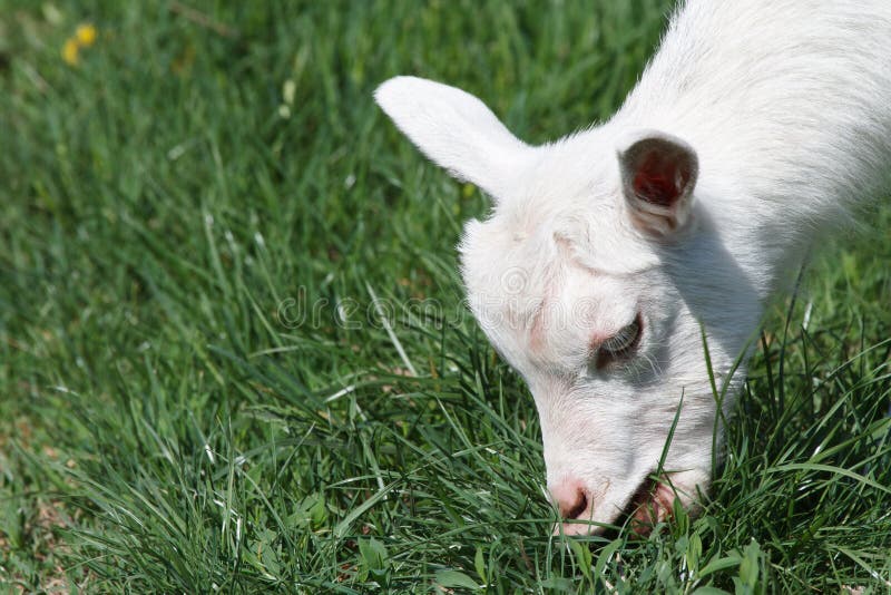 Goat Nibbling Bark from Tree Trunks Stock Image - Image of country ...