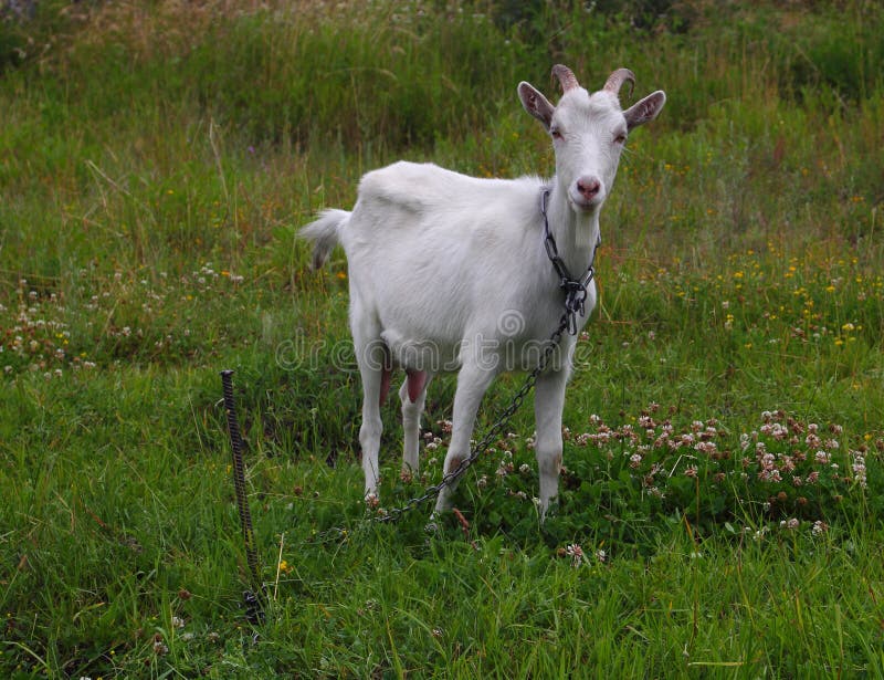 The White goat stock image. Image of bread, wheat, seed - 45190503