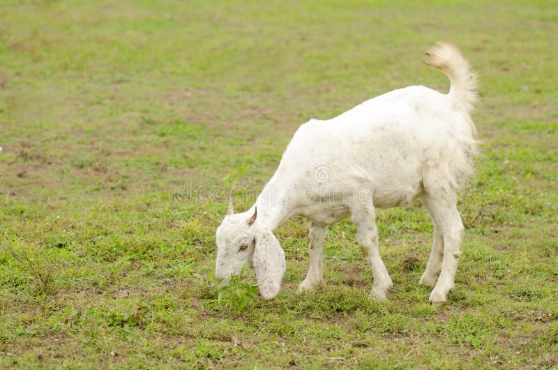 White goat on a pasture stock photo. Image of nature - 64508556