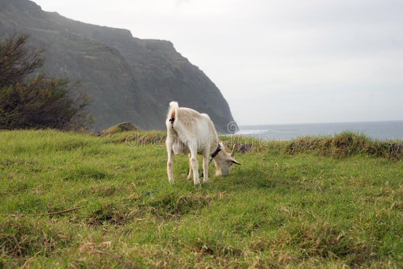 White Goat Pooping on a Field Stock Photo - Image of excrement, dung ...