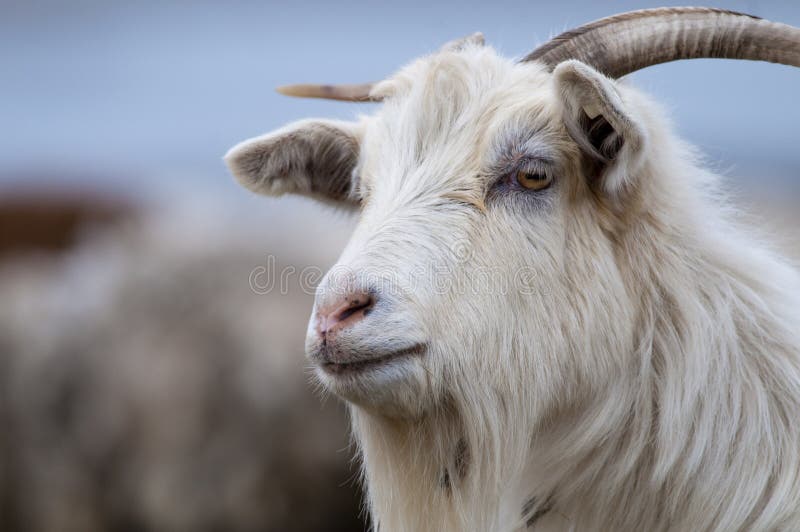 White Goat Portrait stock photo. Image of farm, natural - 13536792