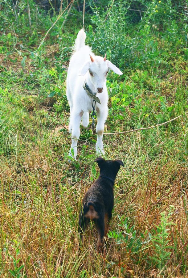 White goat and a puppy stock image. Image of domestic - 30789355