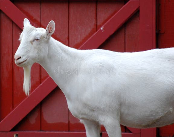 123 Goat Barn Door Drawings Stock Photos - Free & Royalty-Free Stock ...