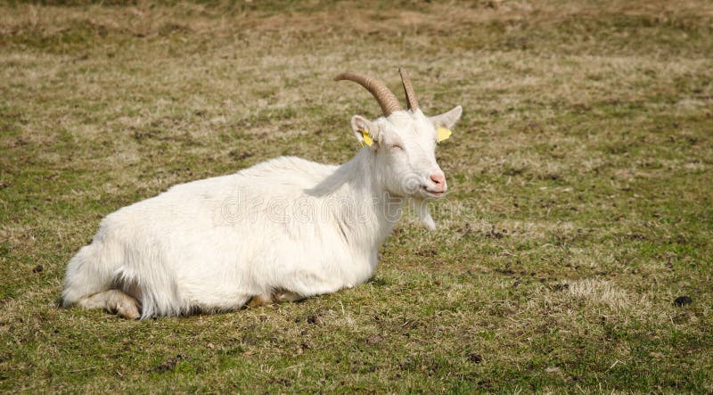 White Goat Resting stock image. Image of goat, lazy, grazing - 19569739