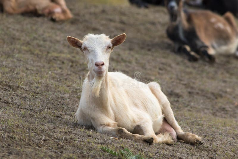 White goat resting stock photo. Image of animal, countryside - 164535690