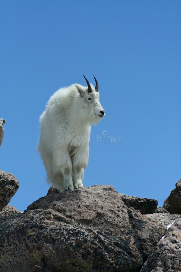 White goat on rock stock image. Image of blue, mountainside - 6745359