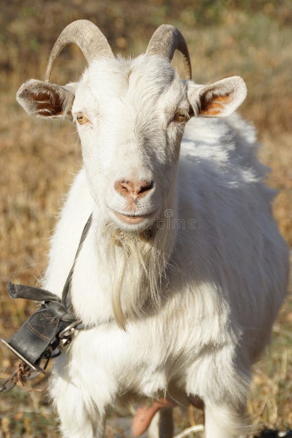 Dairy Goat Farming Stock Images - Download 2,026 Royalty Free Photos