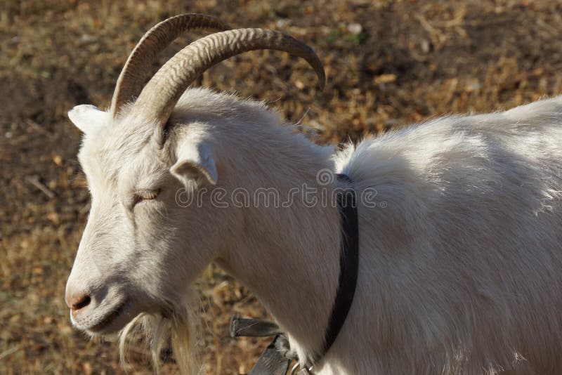 White goat. stock photo. Image of dairy, grass, farm - 95010386