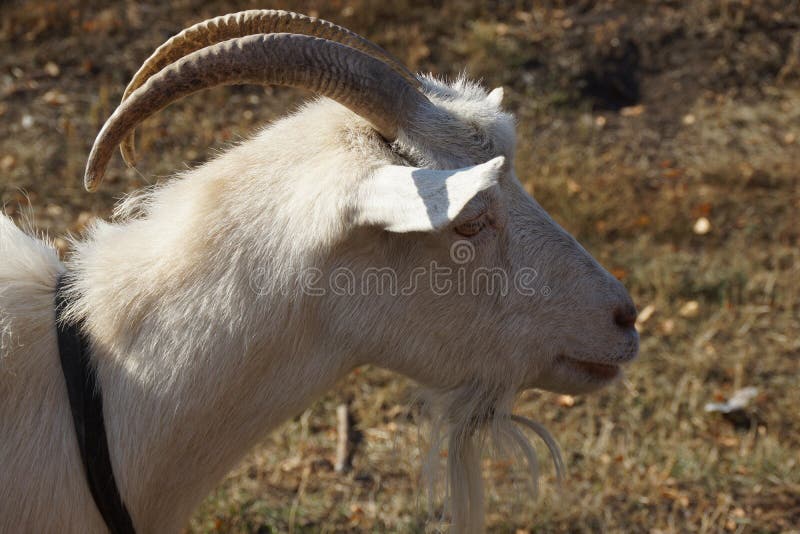 Dairy Goat Farming Stock Images - Download 2,026 Royalty Free Photos