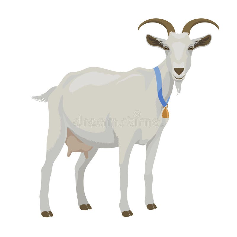 White goat isolated stock vector. Illustration of natural - 66924058