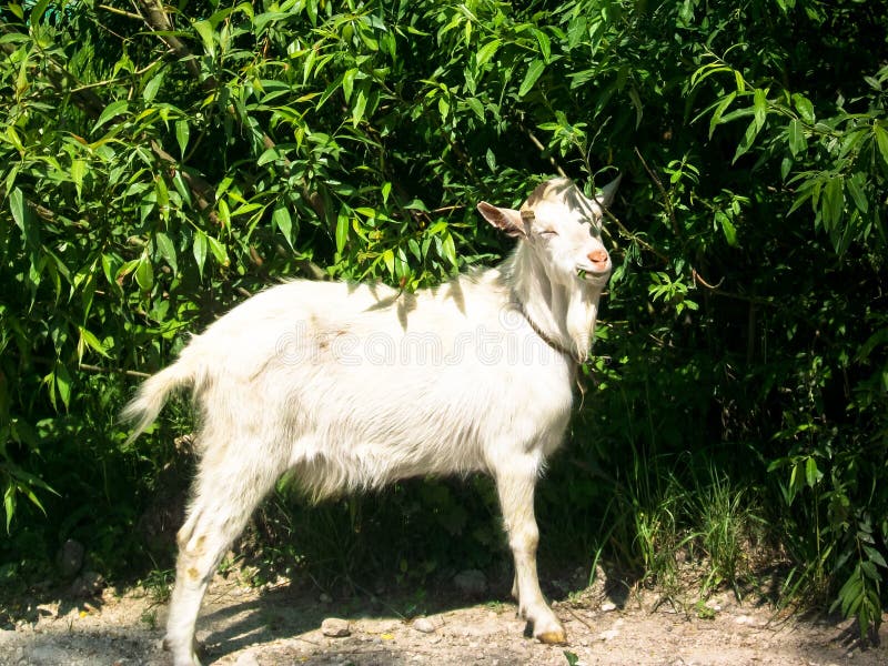 A goat smiling stock image. Image of nose, smiling, brown - 177750009