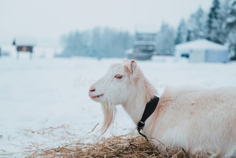 Goat in snow stock image. Image of forest, finland, landrace - 55270697