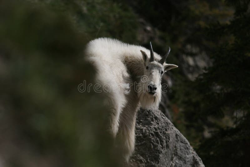 White Goat Standing on a Cliff during Daytime in Banff and Jasper ...