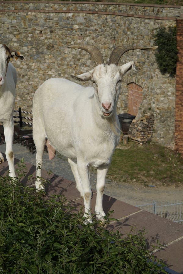 White goat standing stock photo. Image of domestic, nature - 333022632
