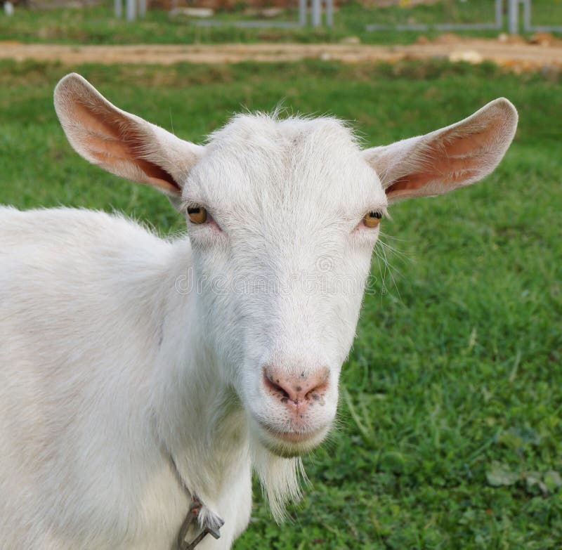 White goat stock photo. Image of green, white, field - 50290796