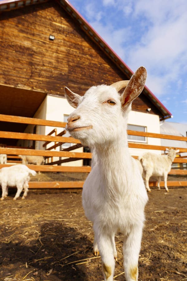 White Goat is Standing on Top of Field, Surrounded by Patches of Grass ...