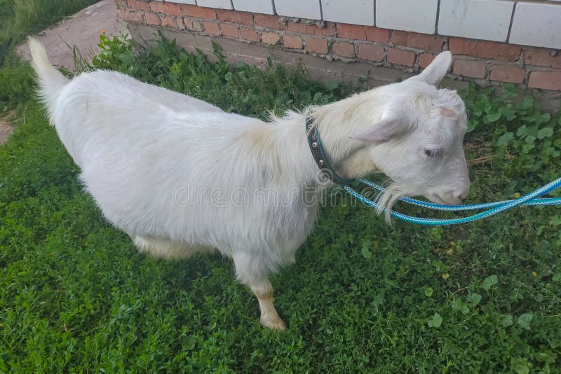 A White Goat Stands on Green Grass with a Collar Stock Photo - Image of ...