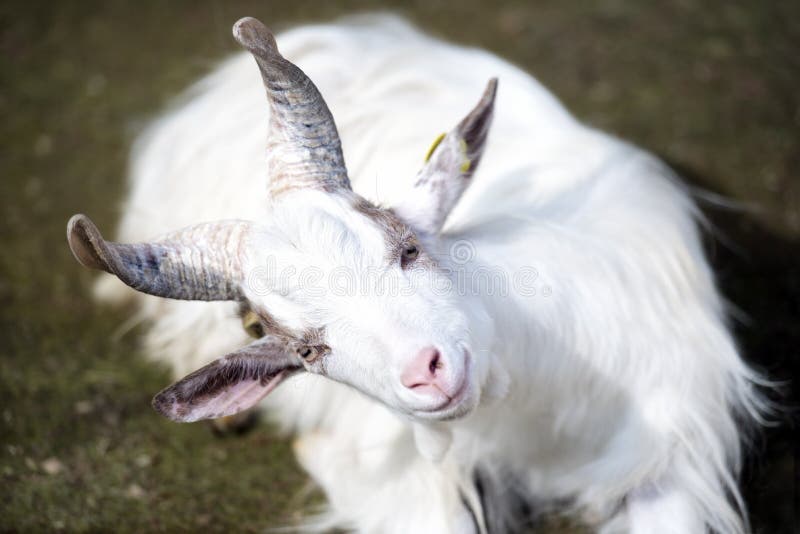 White Goat Staring Fixed Gaze Seated Stock Photo - Image of cute, face ...
