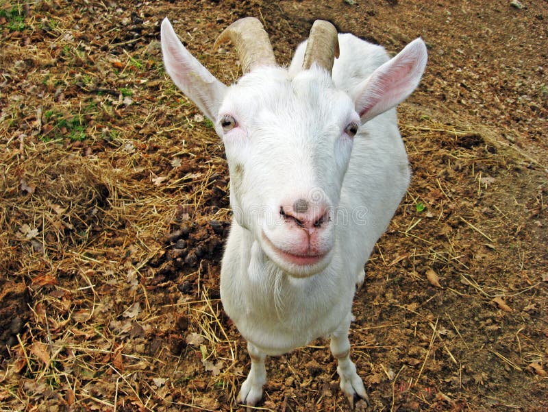 White goat with two horns stock image. Image of horned - 23181593