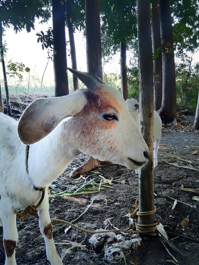 White Goat Under Tall Trees Stock Photo - Image of goats, bovine: 267140594