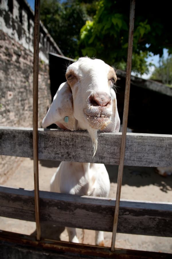 White Goat Under the Wooden Border Stock Image - Image of pets ...