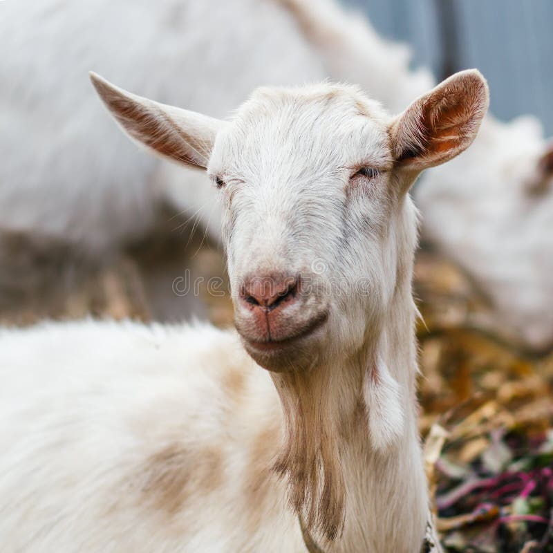 White Goat at the Village in a Cornfield, Goat on Autumn Grass, Goat ...