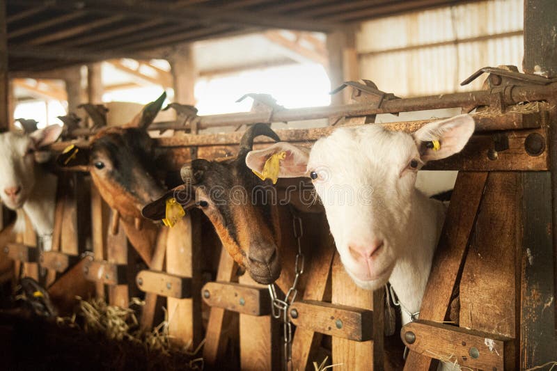 Goat Watching in Green Grass Stock Image - Image of outdoor, face ...