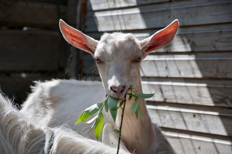 Goat Animal Chewing Stock Images - Download 365 Royalty Free Photos