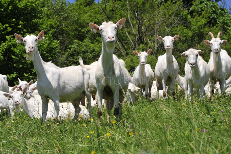 White Goats stock image. Image of milk, meadow, yellow - 14708497
