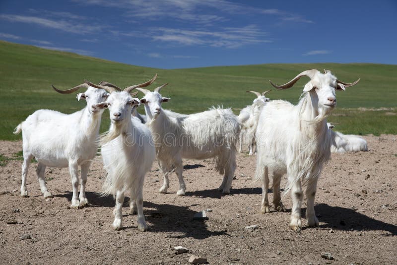 Two Goats stock photo. Image of goats, friends, black - 8608674