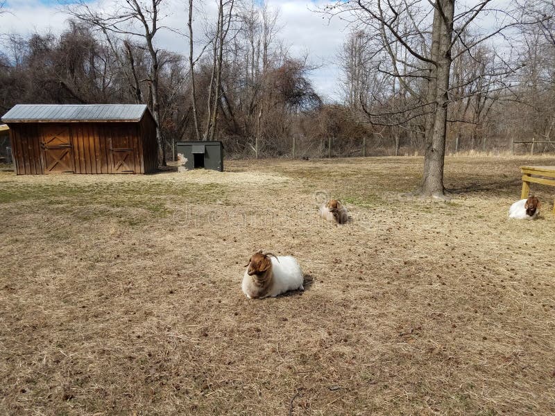 White Goats at a Farm Sitting on the Ground Stock Photo - Image of ...