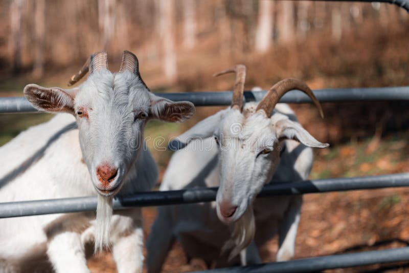 White Goats Looking through Bars of Gate Stock Image - Image of white ...