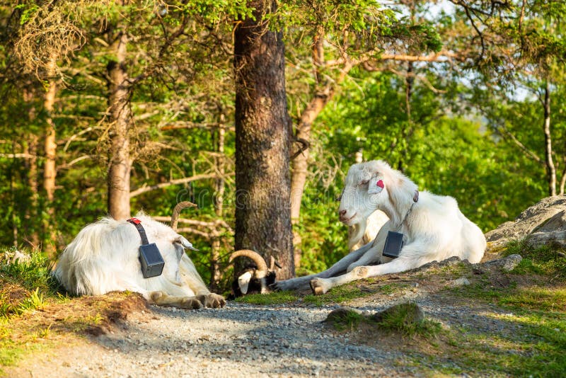 White Goats Lying Under the Tree. Bergen, Norway Stock Photo - Image of ...