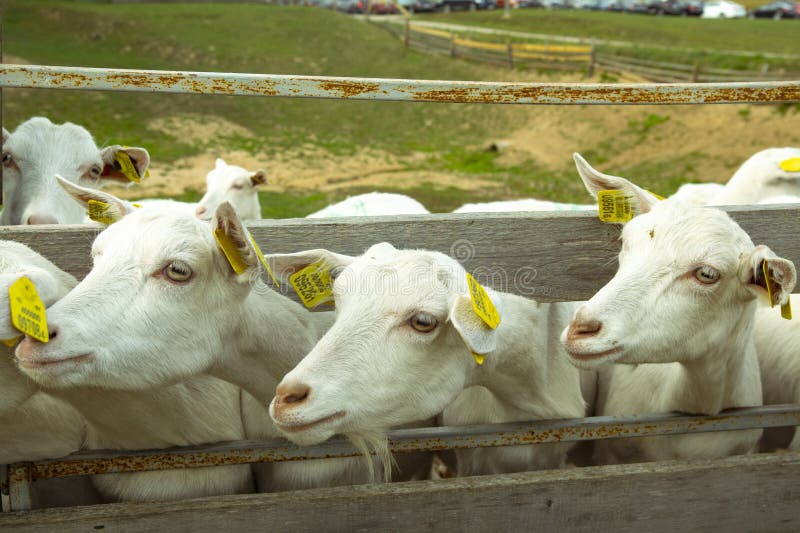 White Goats in a Meadow of a Goat Farm. White Goats Stock Photo - Image ...
