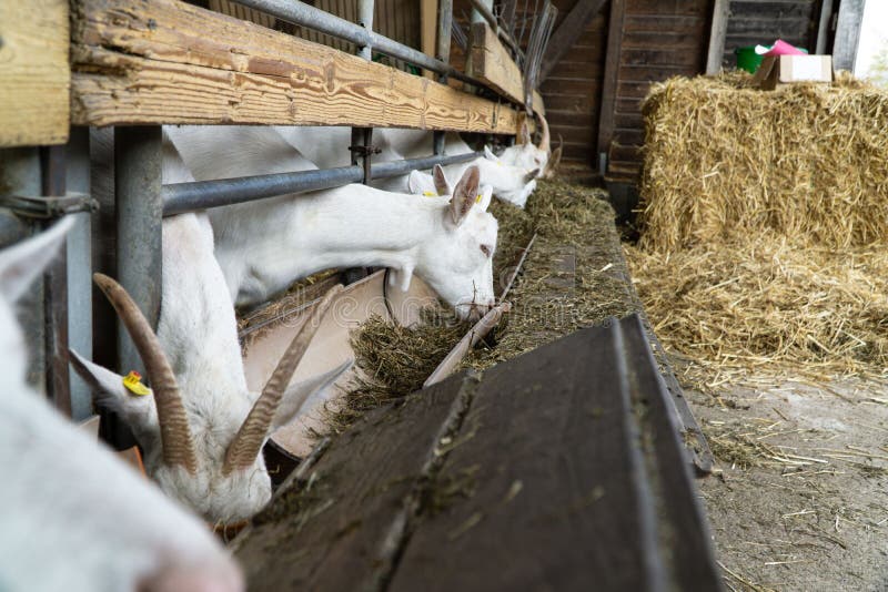 White Goats Standing Behind a Fence in a Barn Stock Photo - Image of ...