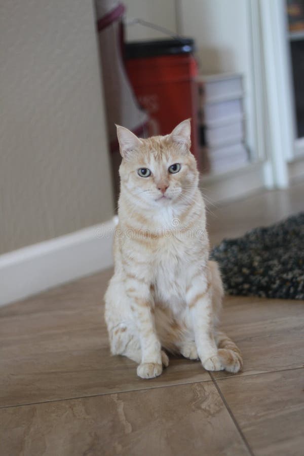 Cat gold white 6210 stock image. Image of kitty, face - 170647535