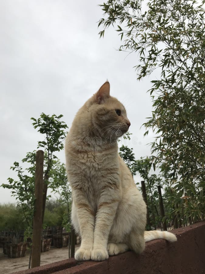 Cat gold white 1831 stock image. Image of arizona, house - 175973801